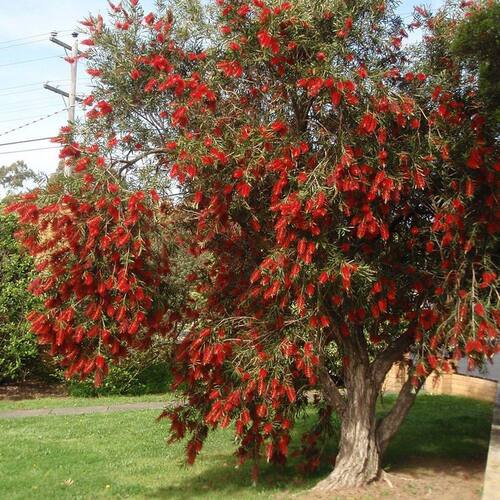 Muda Árvore Nativa Callistemon Imperial | Ponto