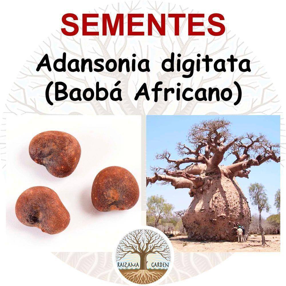 Adansonia Digitata (baobá Africano) - 10 Sementes | Ponto